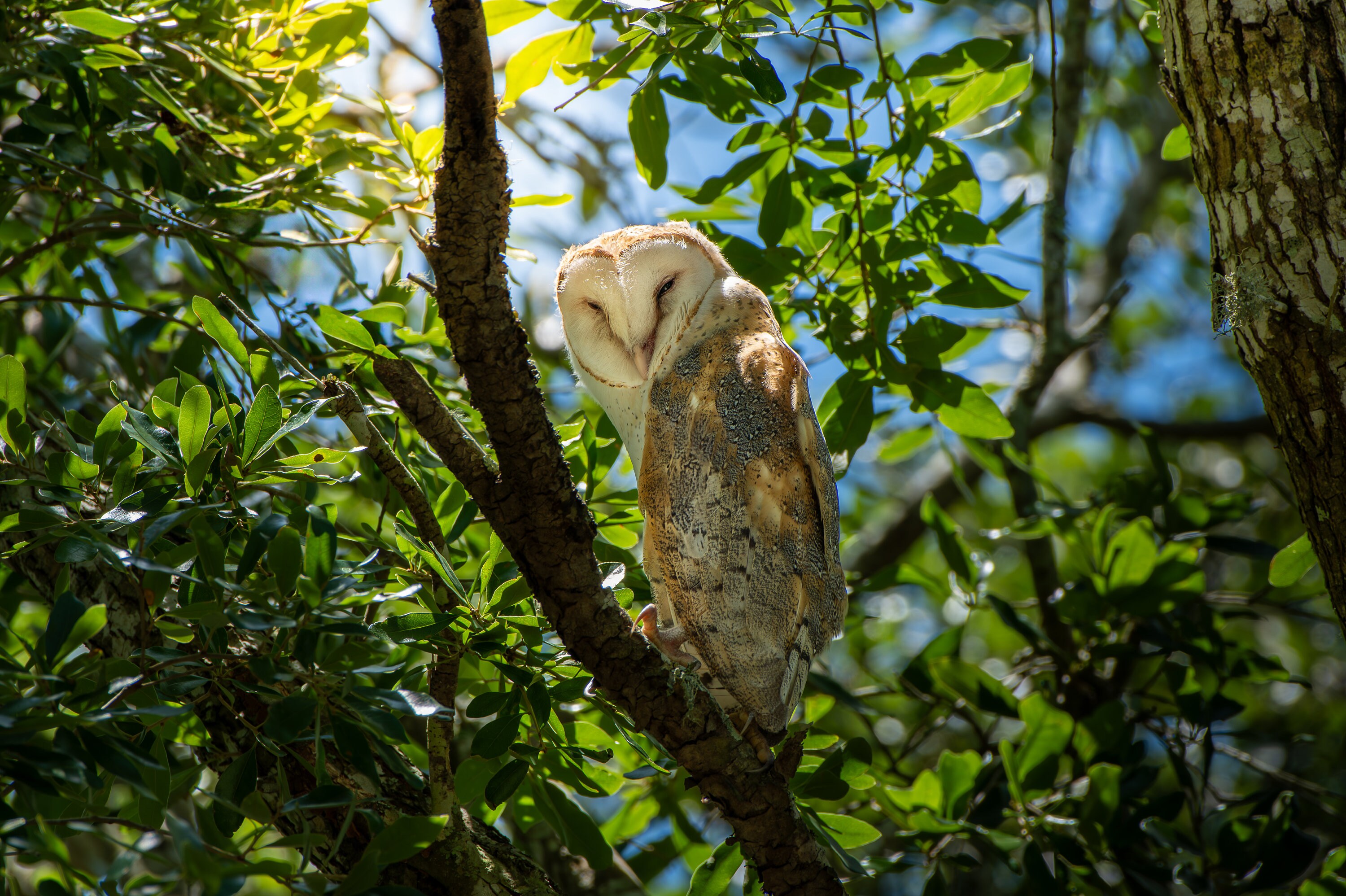 Barn Owl - Etsy