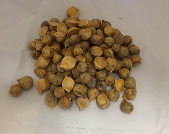 Over 50 Elephant Garlic Corms seeds - Etsy