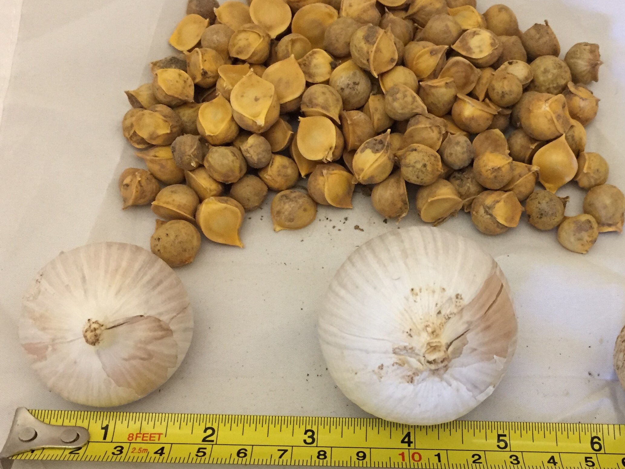 2023 Crop Elephant Garlic Corms 50 - Etsy