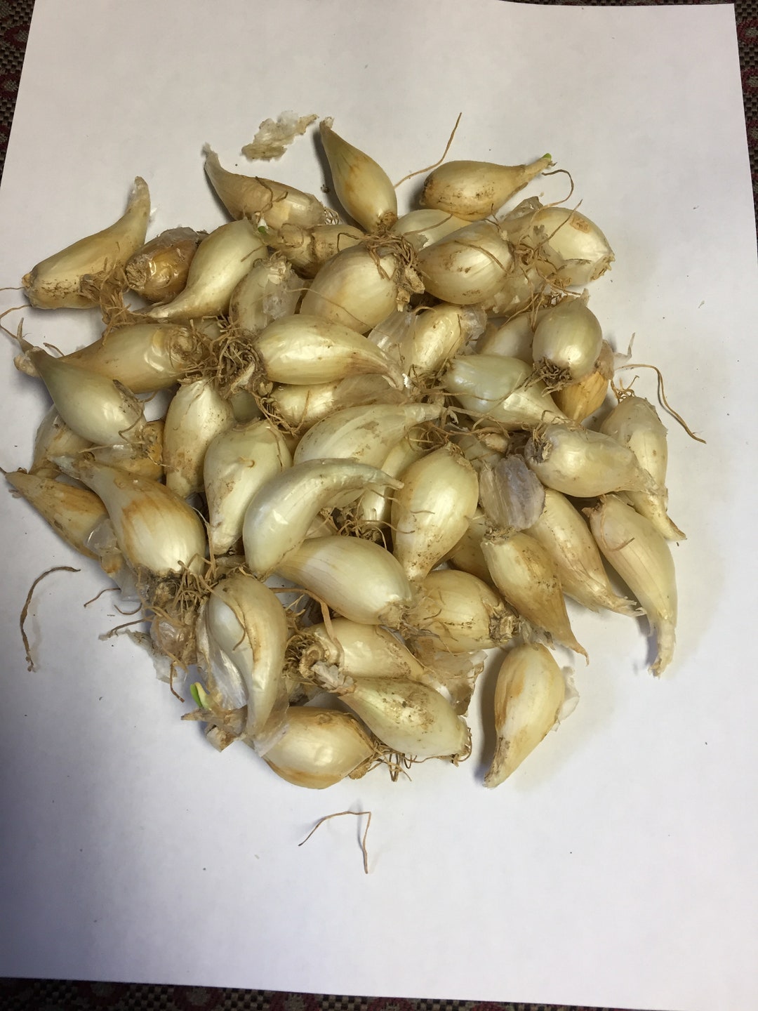 2025 Crop Potato Onions Winter Multiplier Onion Sets 1/2 Pound - Etsy