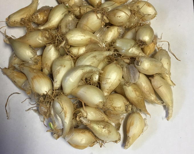 2025 Crop Potato Onions Winter Multiplier Onion Sets 1/2 Pound - Etsy
