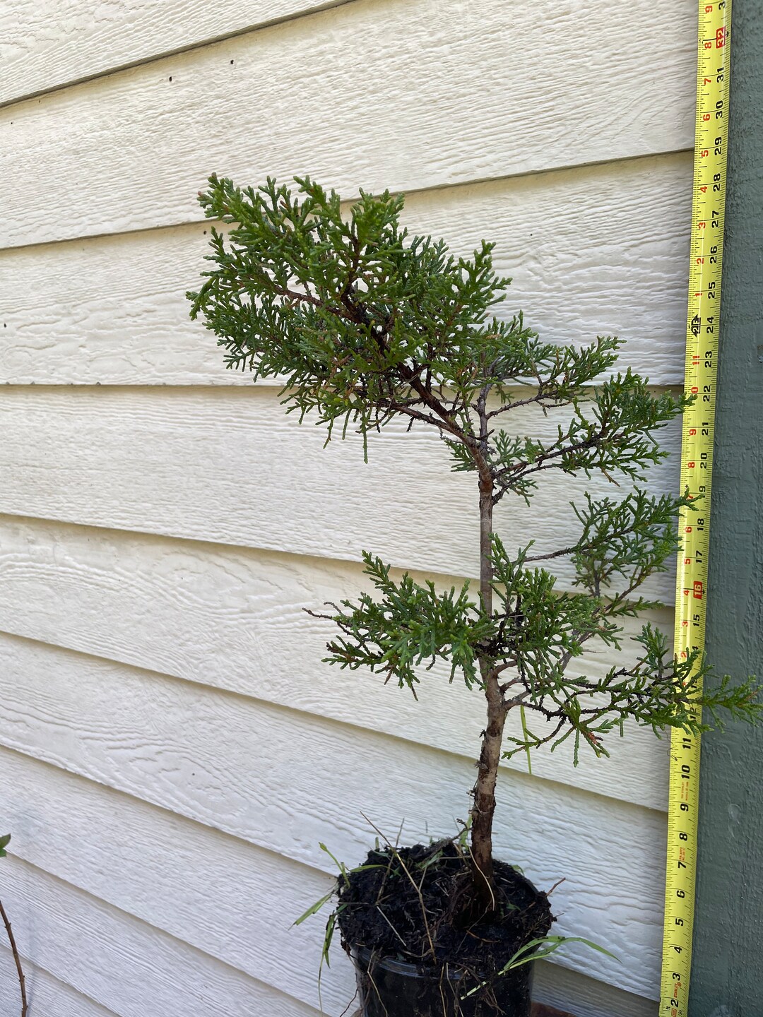 Bonsai, Monterey Cypress Tree Ready for Bonsai. This Native Ca. Coast ...