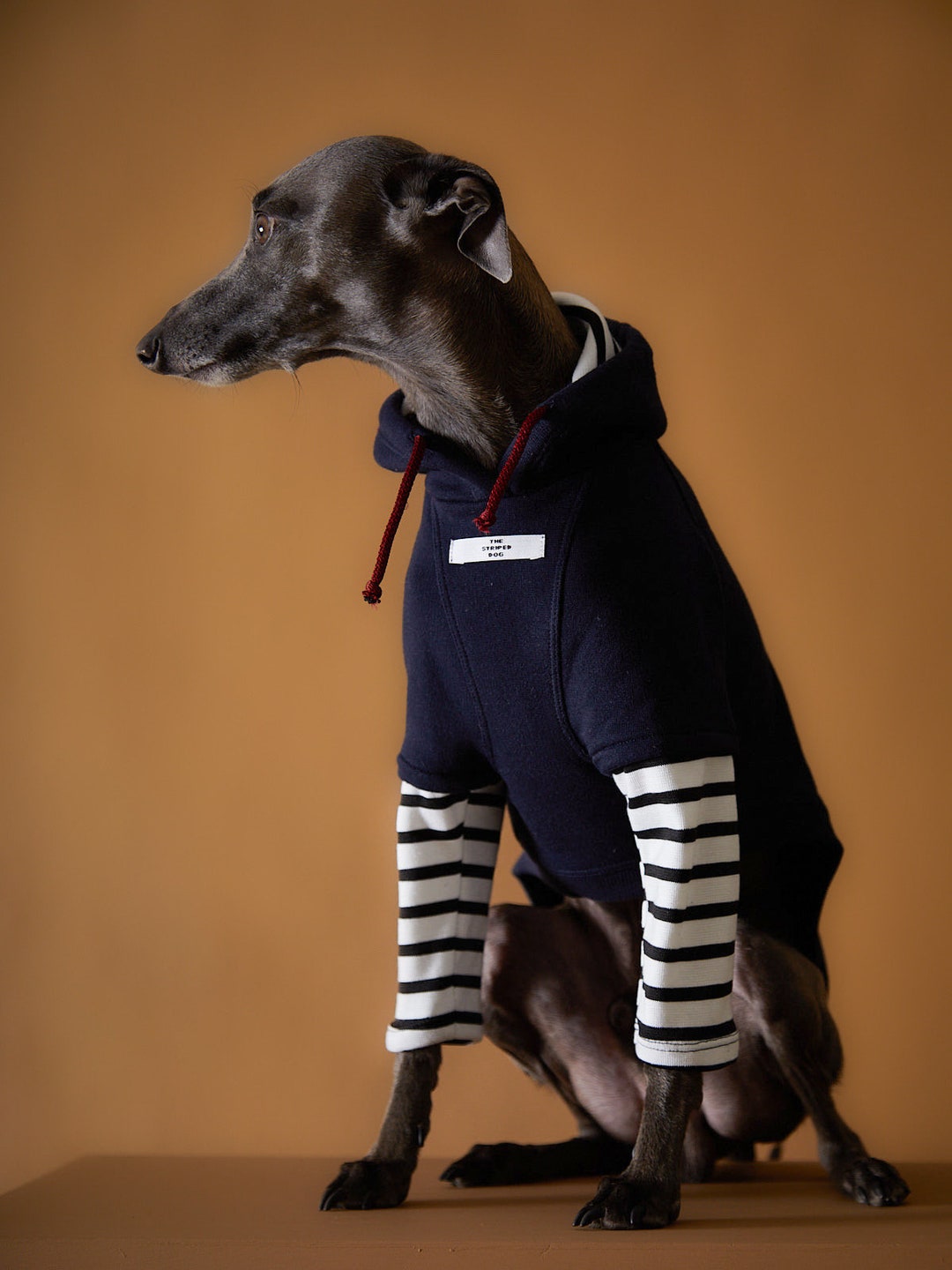 Italian Greyhound/whippet Navy Blue Hoodie With Stripes, Dog Clothes ...