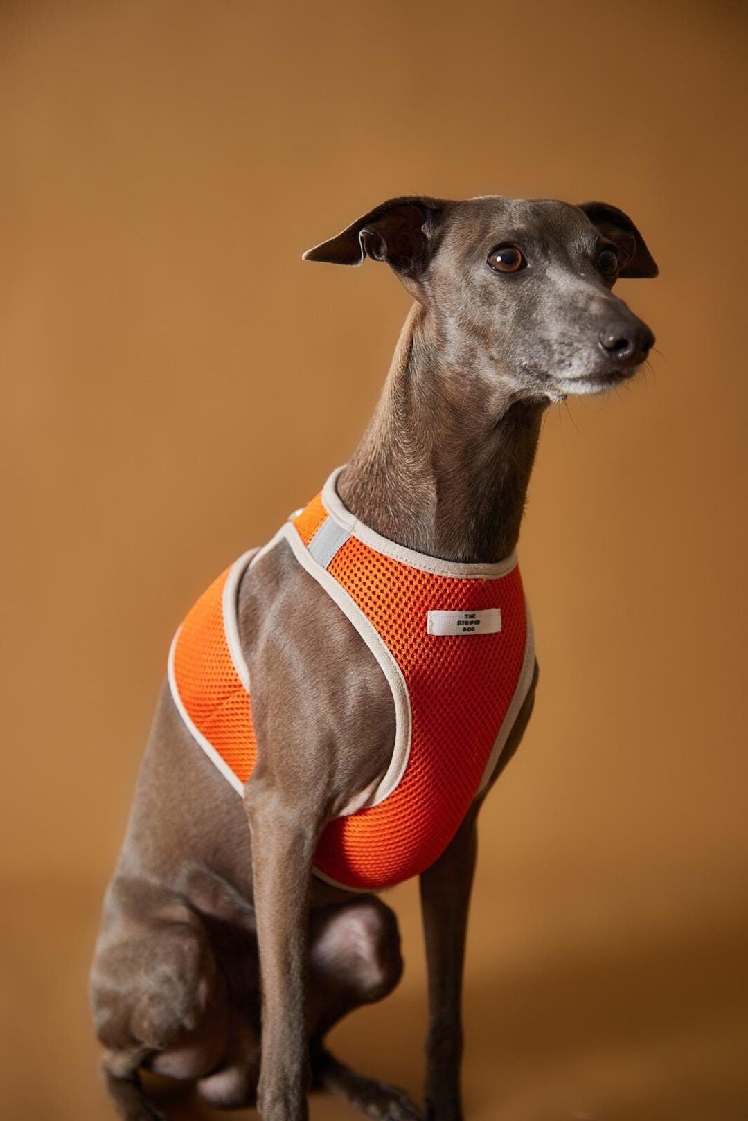 Italian Greyhound Orange Neoprene Mesh Harness, Accessories, Dog ...