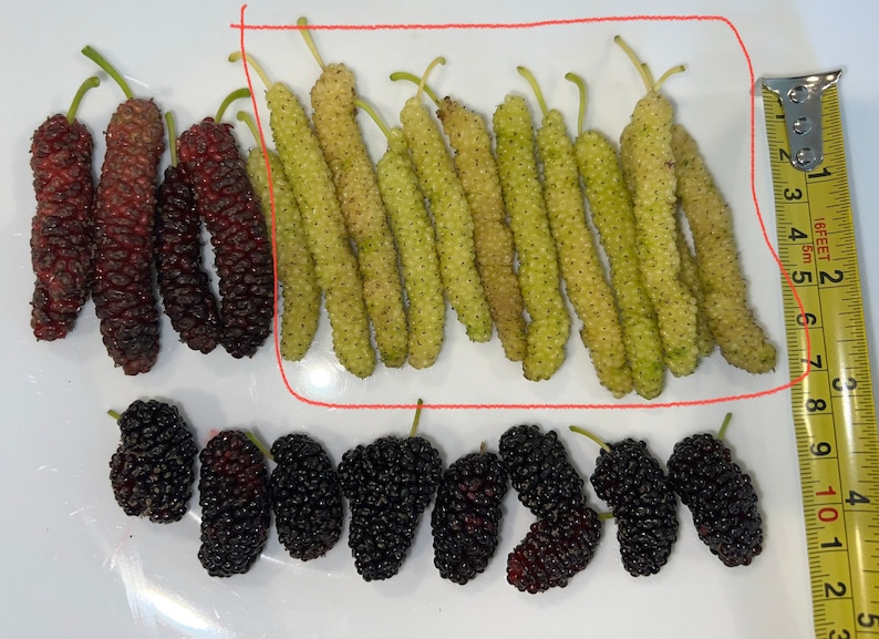 10x White Delicious Very Sweet Shahtoot Mulberry Organic Unrooted ...