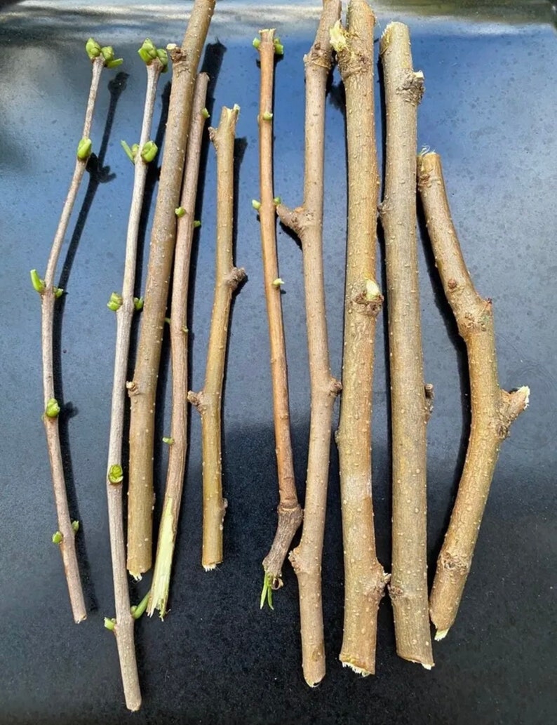 10x White Delicious Very Sweet Shahtoot Mulberry Organic Unrooted ...