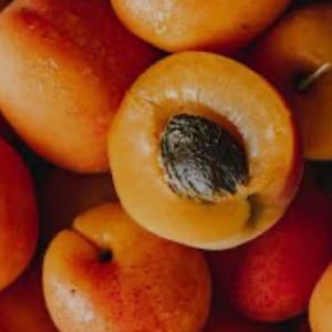 Organic Delicious Royal Apricot Live Plant Tree Guaranteed Growth or ...