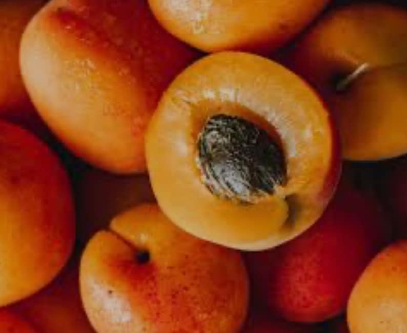 Organic Delicious Royal Apricot Live Plant Tree Guaranteed Growth or ...