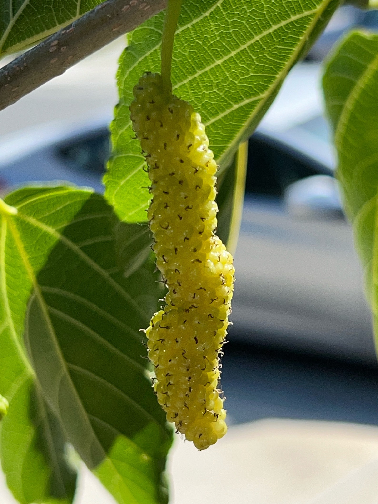 10x White Shahtoot Mulberry Cuttings, Organic, Sweet - Etsy