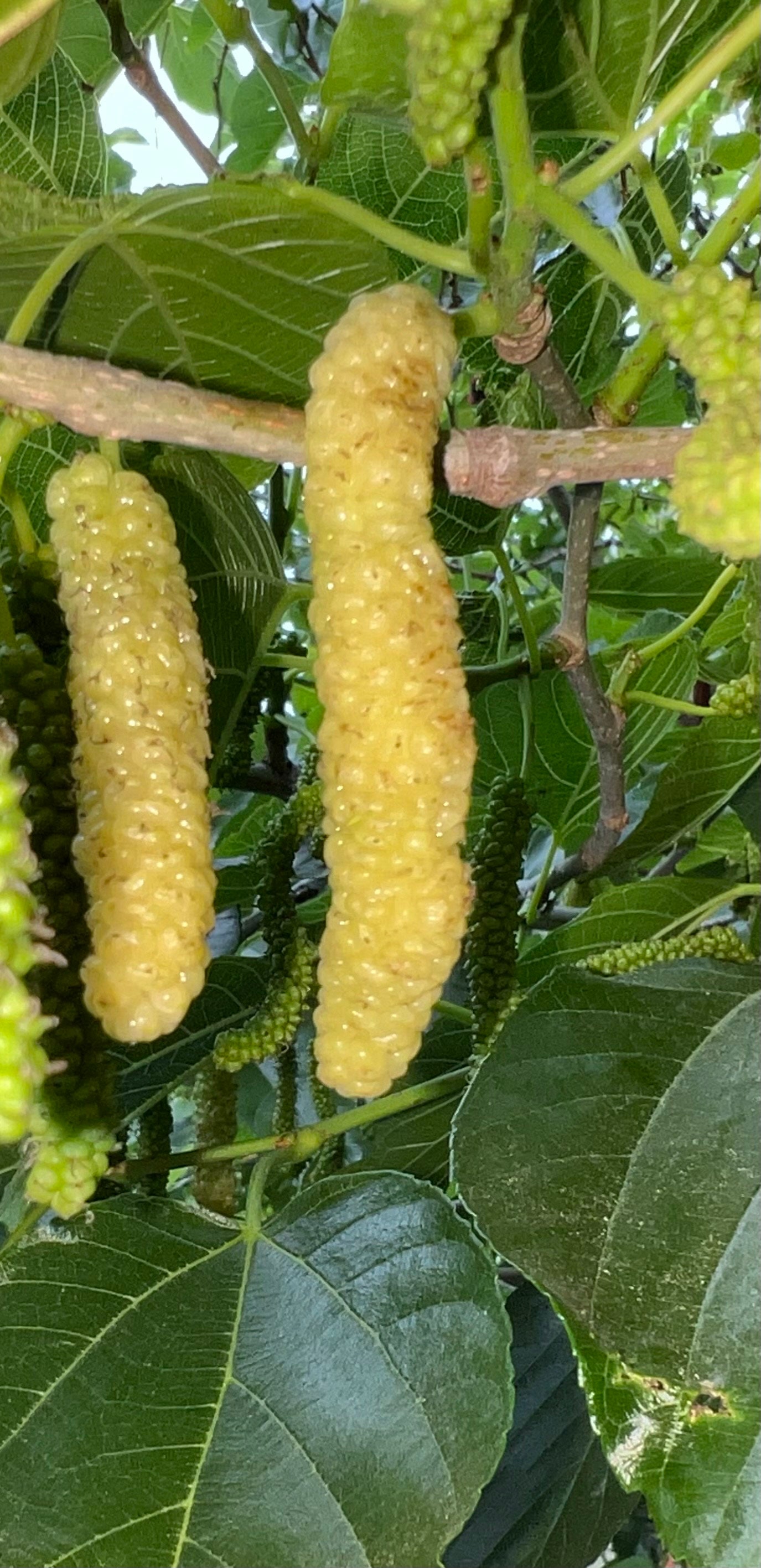 10x White Delicious Very Sweet Shahtoot Mulberry Organic Fresh Unrooted ...