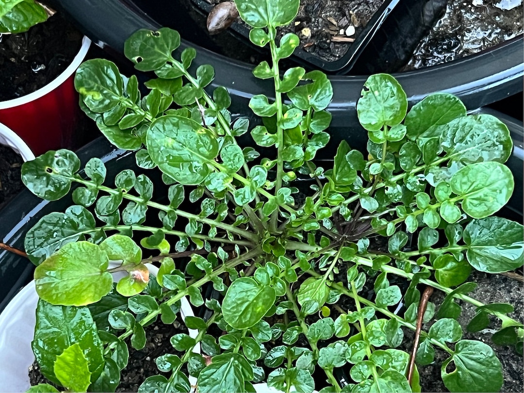 1 Watercress Organic Live Plant in 4 Pot, Guaranteed Growth and ...