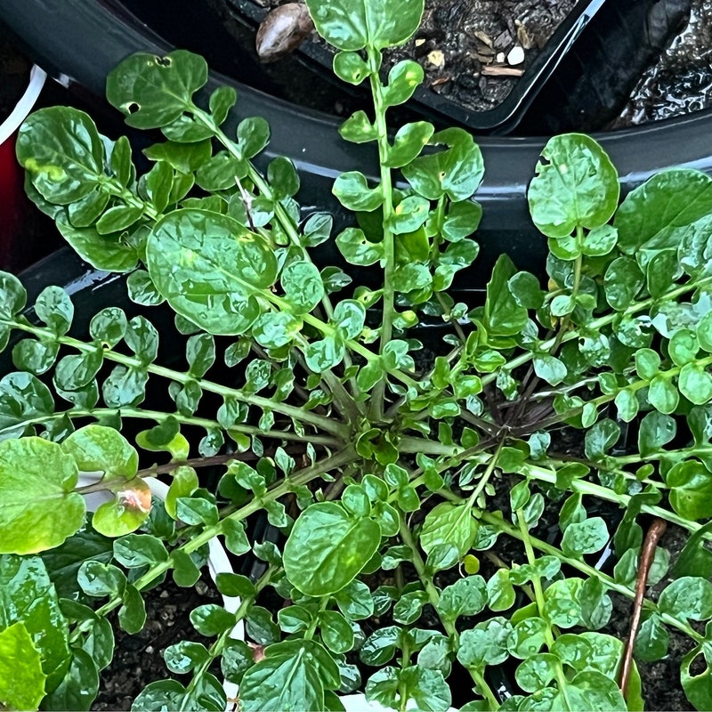 Watercress - Etsy