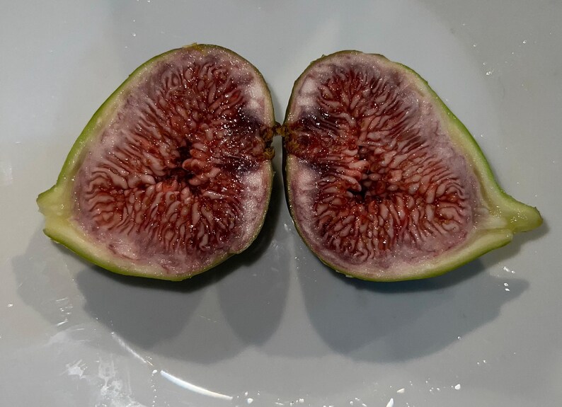Organic Moscatel Preto Fig Tree, Live Plant, 3-4 Ft - Etsy