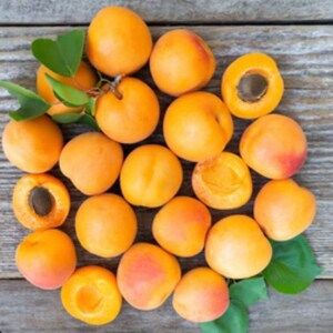 Organic Delicious Royal Apricot Live Plant Tree Guaranteed Growth or ...