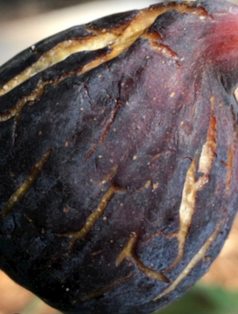 Delicious Rare MOSCATEL PRETO Fig Organic Rooted With Foliage Live ...