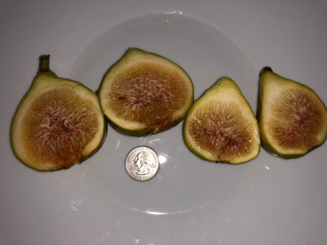 Rare Golden Riverside Fig Tree, Organic Rooted Live Plant (3-4 Ft) - Etsy