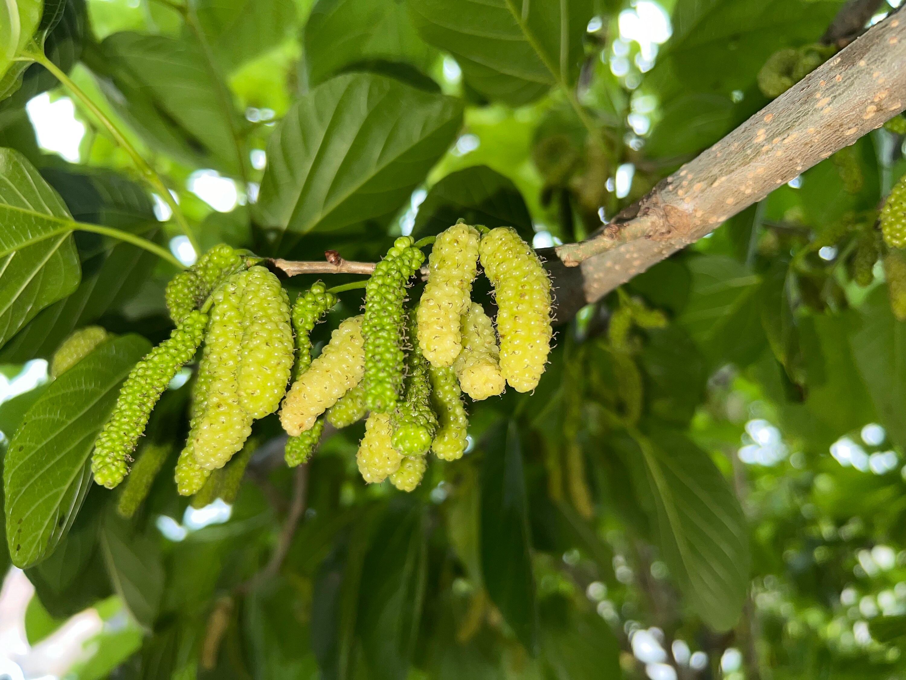 10x White Delicious Very Sweet Shahtoot Mulberry Organic Fresh Unrooted ...