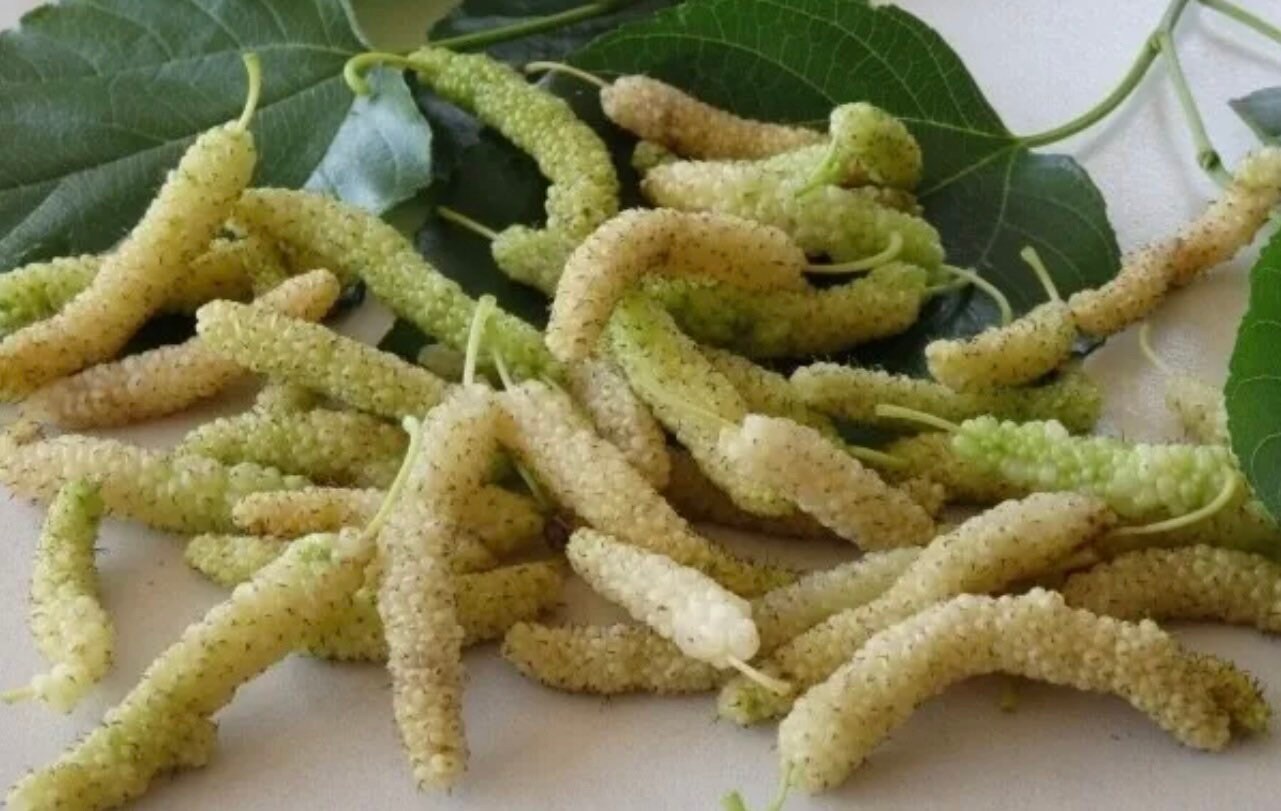 10x White Delicious Very Sweet Shahtoot Mulberry Organic Fresh Unrooted ...
