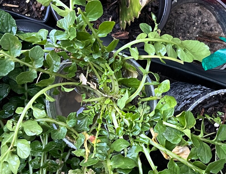 1 Watercress Organic Live Plant in 4 Pot, Guaranteed Growth and ...