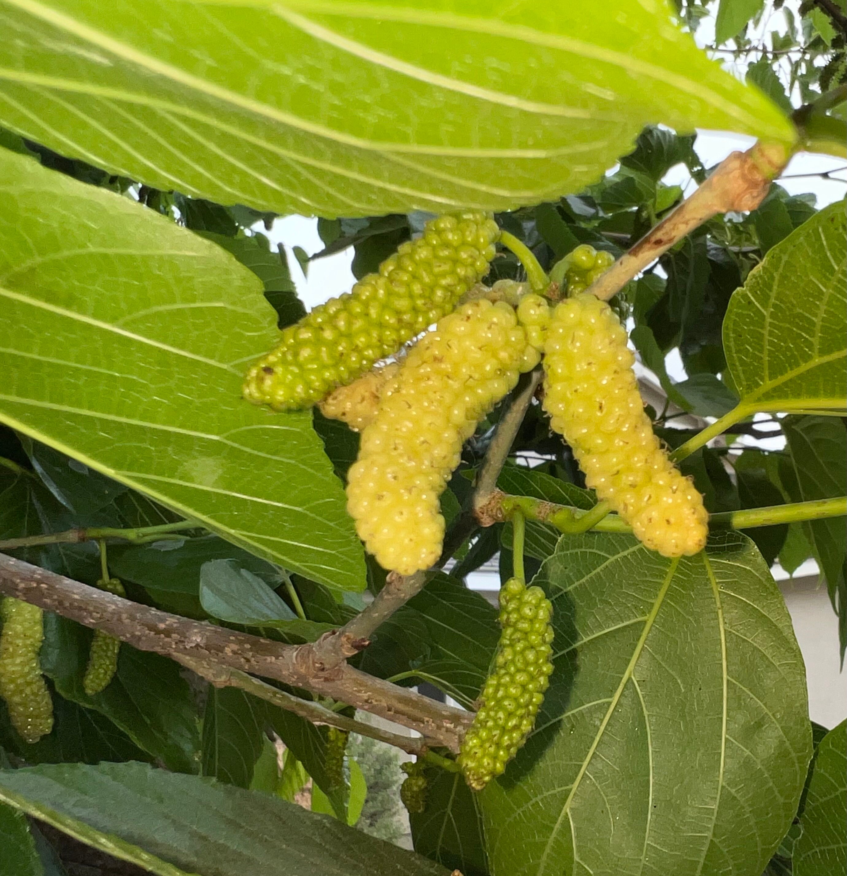 10x White Delicious Very Sweet Shahtoot Mulberry Organic Fresh Unrooted ...
