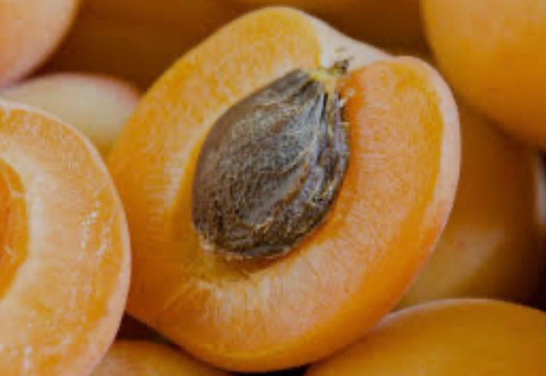 Organic Delicious Royal Apricot Live Plant Tree Guaranteed Growth or ...