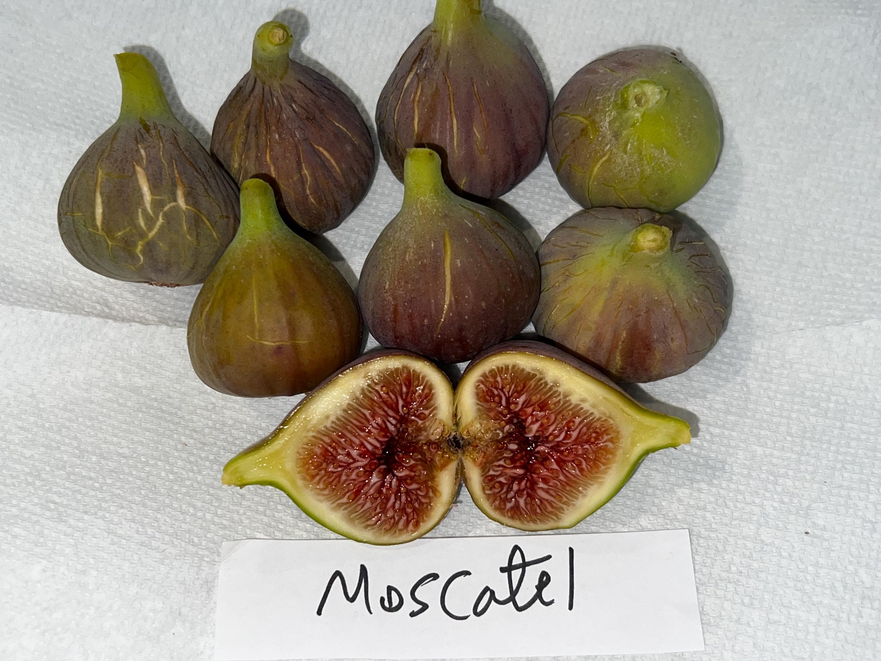 Delicious Rare MOSCATEL PRETO Fig Organic Rooted With Foliage Live ...