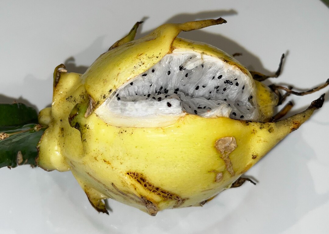 Rooted Giant Florida Yellow Dragon Fruit, Self Pollinating Plant - Etsy