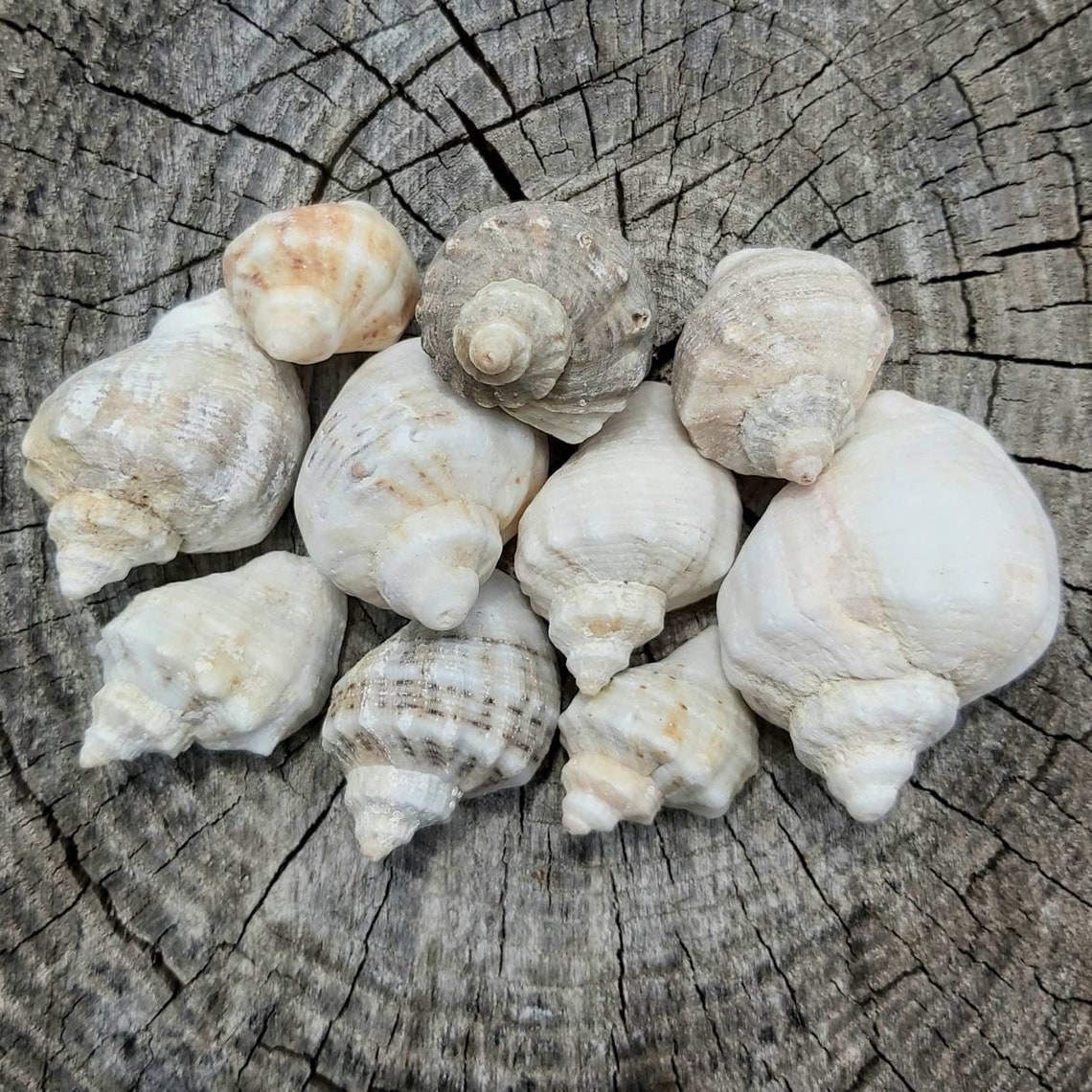 Authentic Conch Shells 10 small pieces Real Black Sea Conch | Etsy