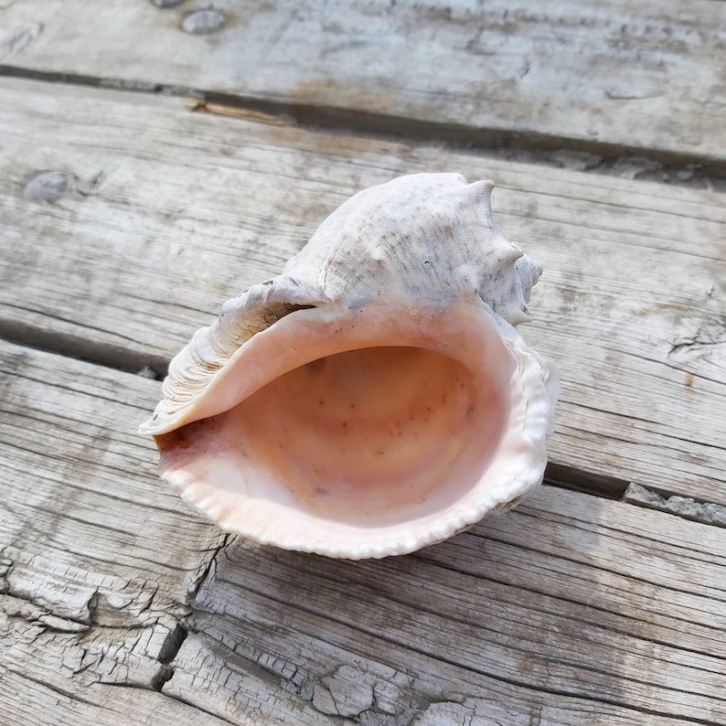 Authentic Conch Shell Real Large Black Sea Conch Shell Sea | Etsy