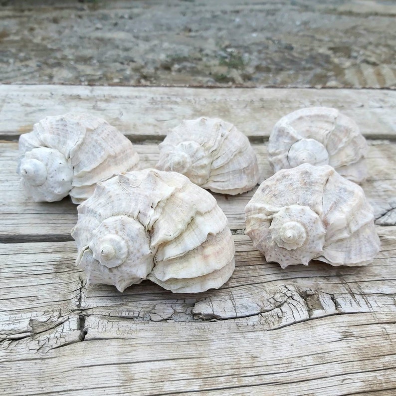 Authentic Conch Shell Real Large Black Sea Conch Shell Sea | Etsy