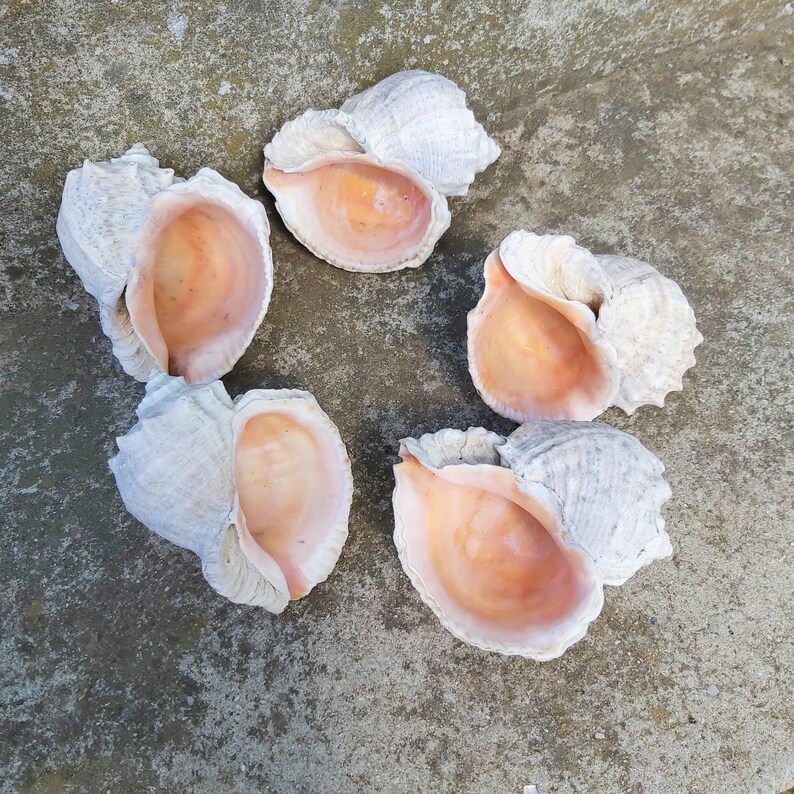 Authentic Conch Shell Real Large Black Sea Conch Shell Sea | Etsy