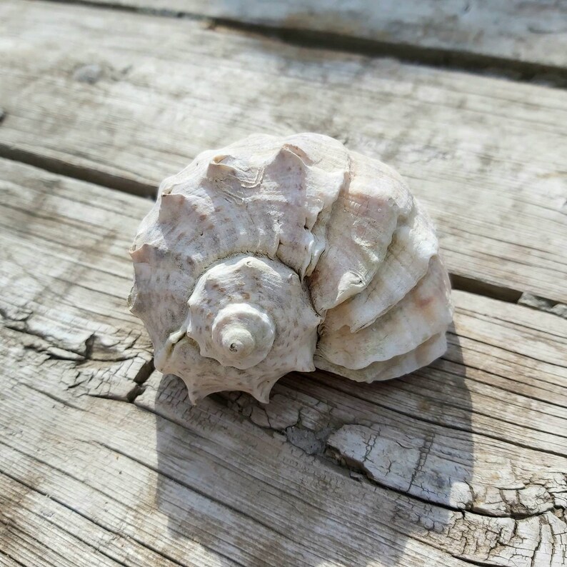 Authentic Conch Shell Real Large Black Sea Conch Shell Sea | Etsy