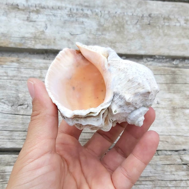 Authentic Conch Shell Real Large Black Sea Conch Shell Sea | Etsy