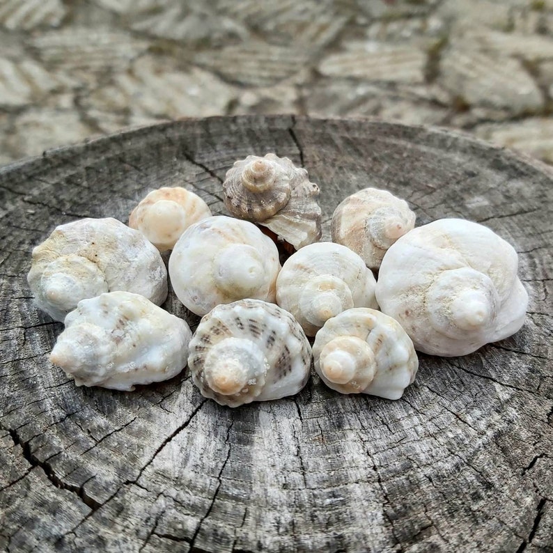 Authentic Conch Shells 10 small pieces Real Black Sea Conch | Etsy