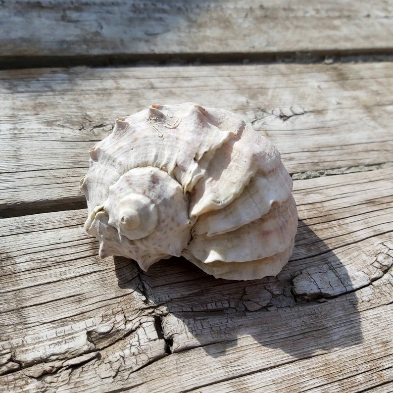 Authentic Conch Shell Real Large Black Sea Conch Shell Sea | Etsy