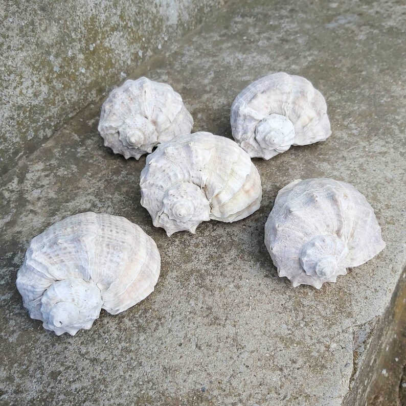 Authentic Conch Shell Real Large Black Sea Conch Shell Sea | Etsy