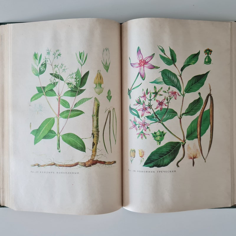 Botanical Illustration - Etsy