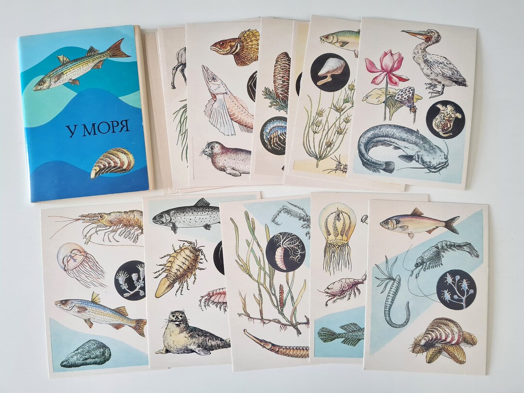 Vintage Postcards Set About the Inhabitants of the Sea, Educational ...