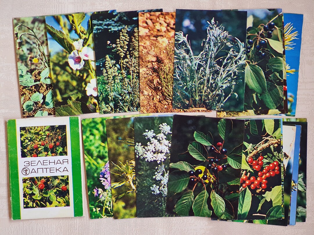 Set of Soviet Postcards With Images of Medicinal Plants and Their ...