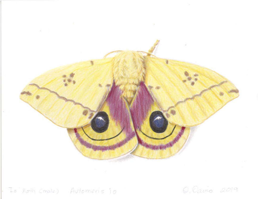 Io Moth (male) - Automeris Io - Etsy