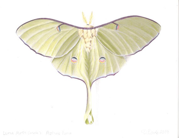 Luna Moth male Actias Luna | Etsy