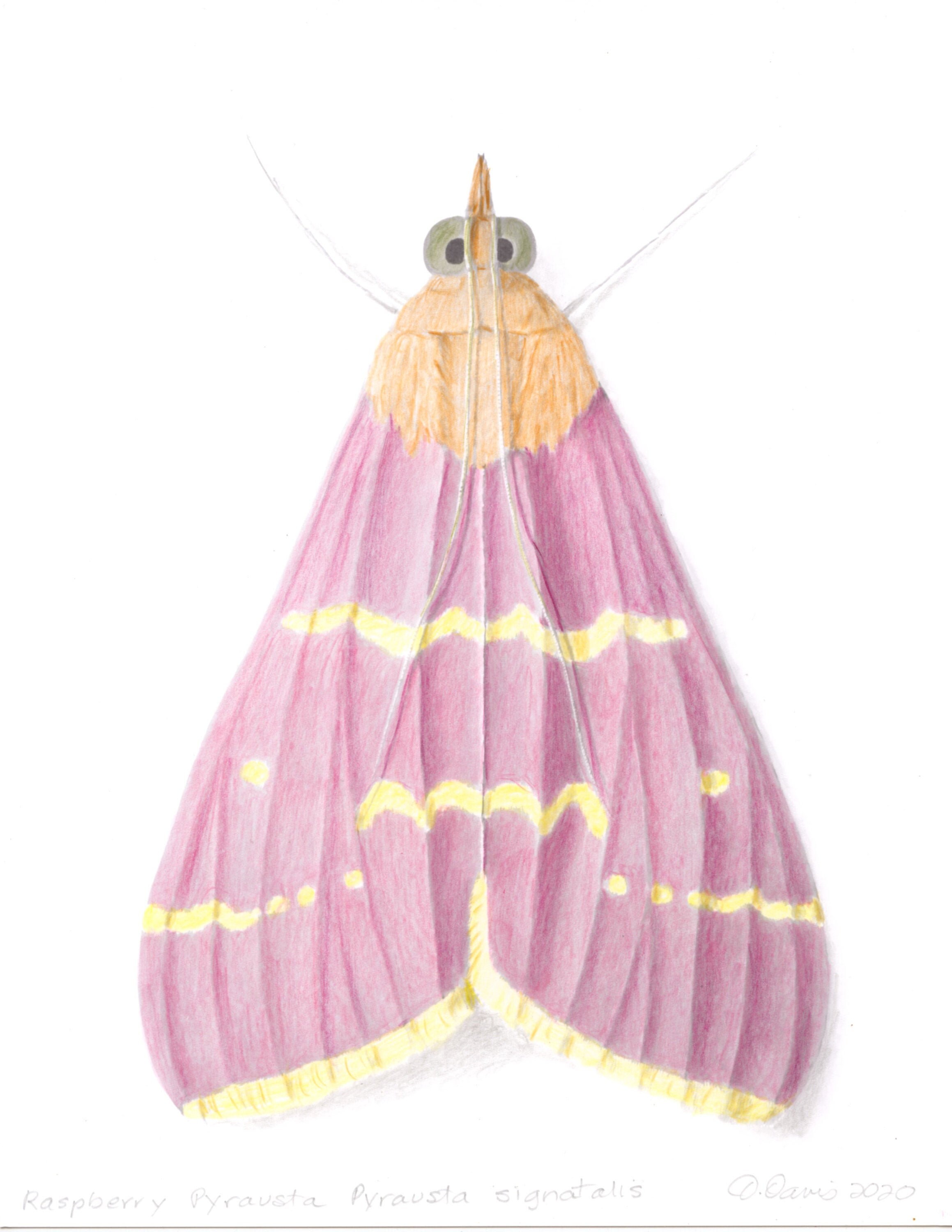 Raspberry Pyrausta - Pyrausta Signitalis - Etsy