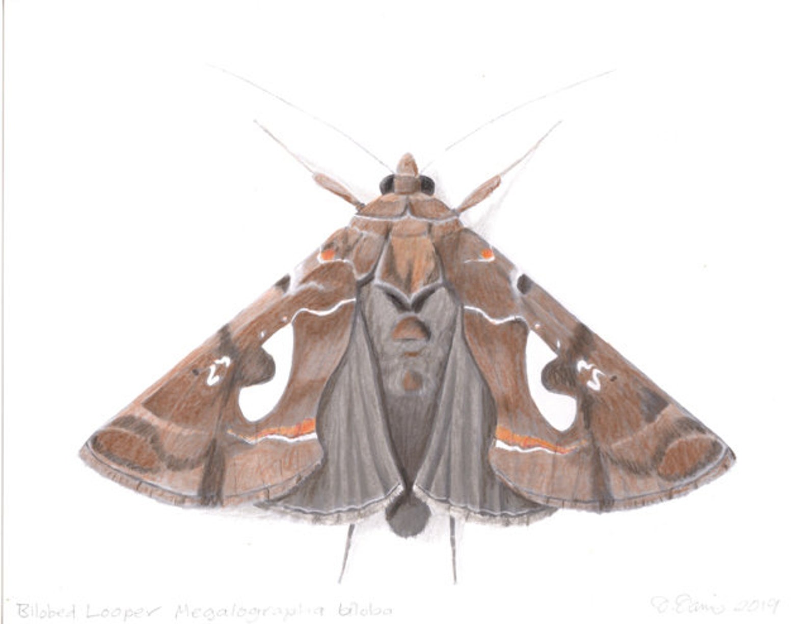 Bilobed Looper Megalographa Biloba - Etsy