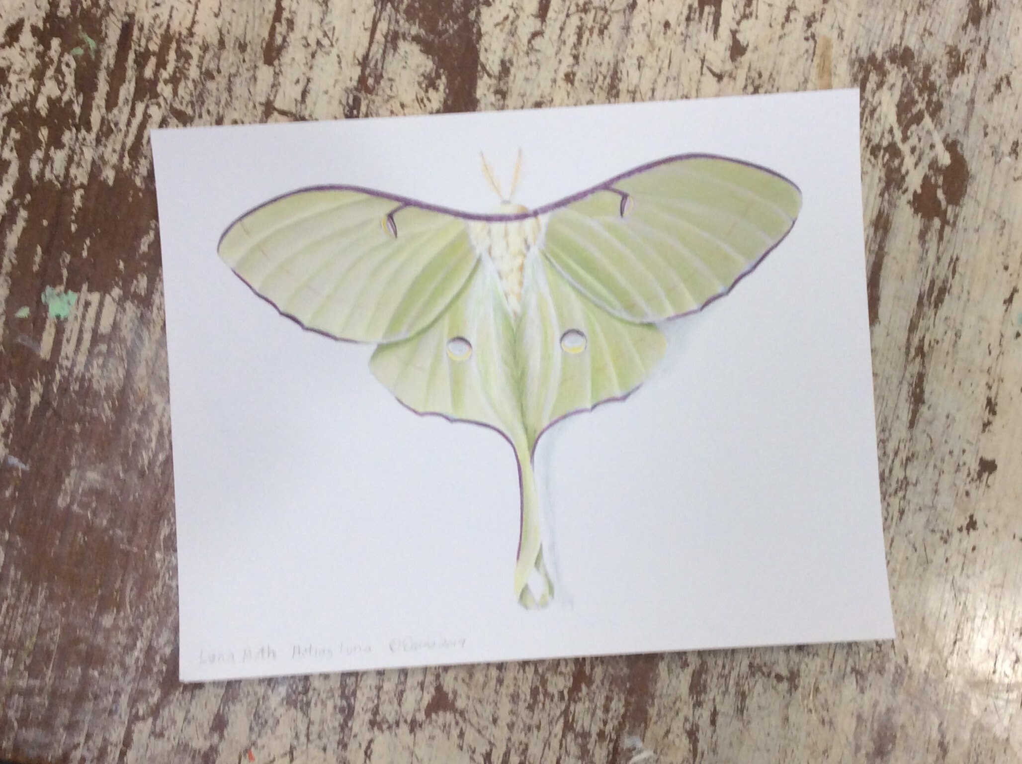 Luna Moth (male) - Actias Luna - Etsy