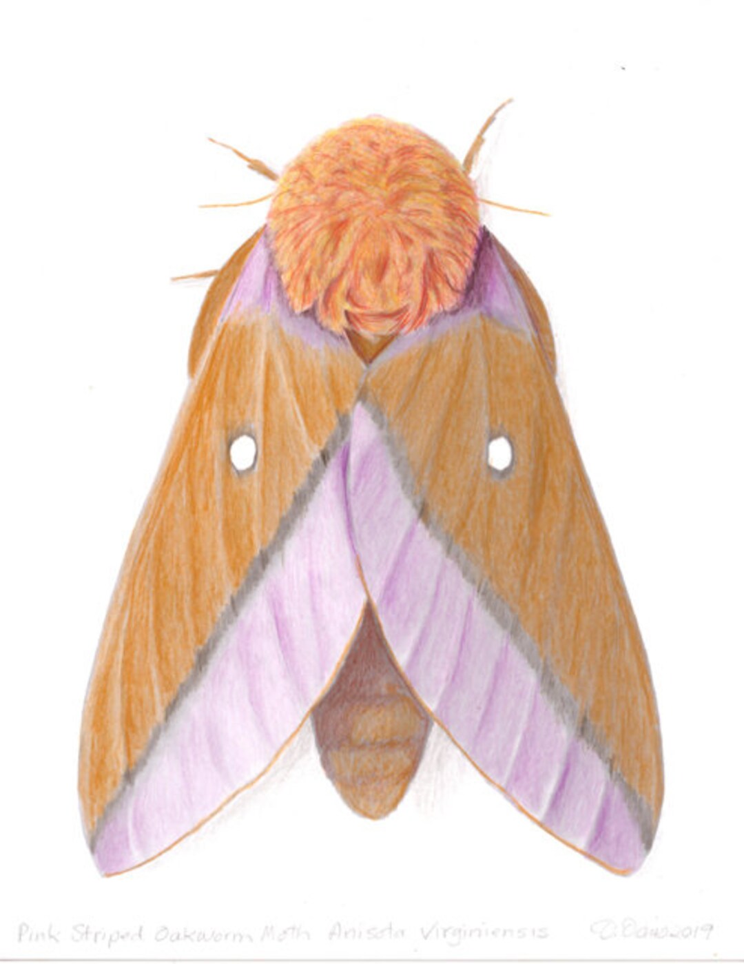 Pink Striped Oakworm Moth Anisota Virginiensis - Etsy