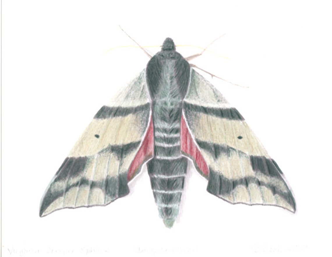 Virginia Creeper Sphinx Moth Darapsa Myron - Etsy