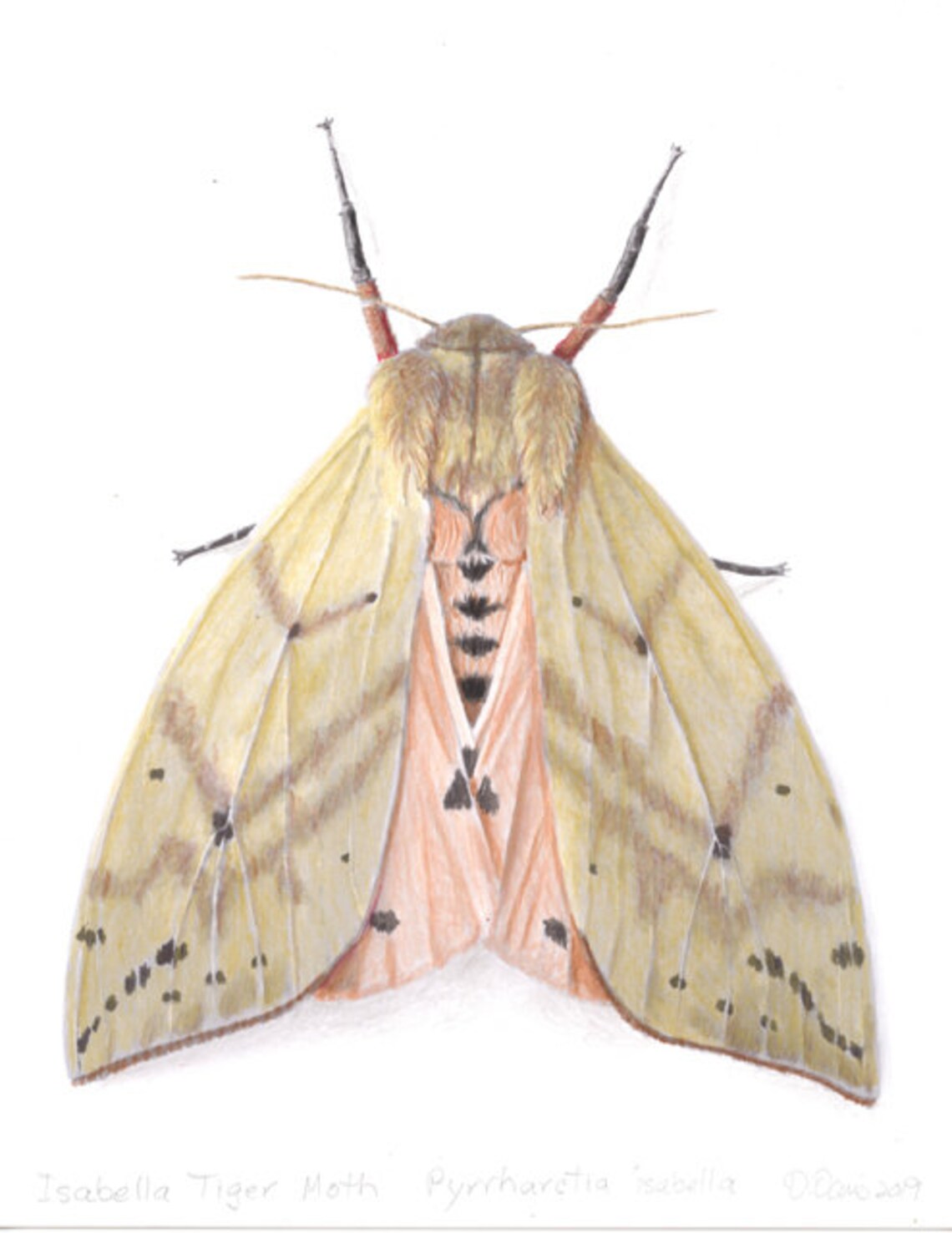 Isabella Tiger Moth Pyrrharctia Isabella - Etsy
