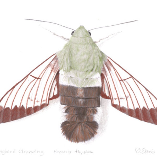 Hummingbird Moth - Etsy