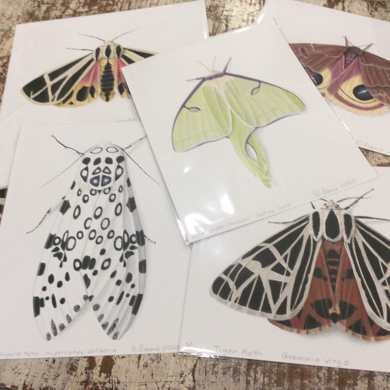 Lepidoptera - Etsy