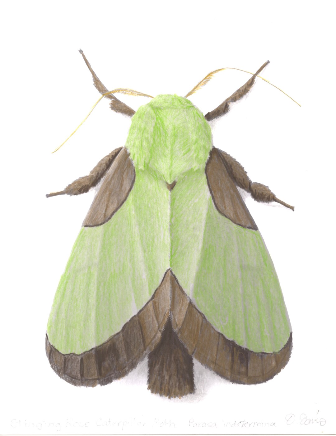 Stinging Rose Caterpillar Moth- Parasa Indetermina - Etsy
